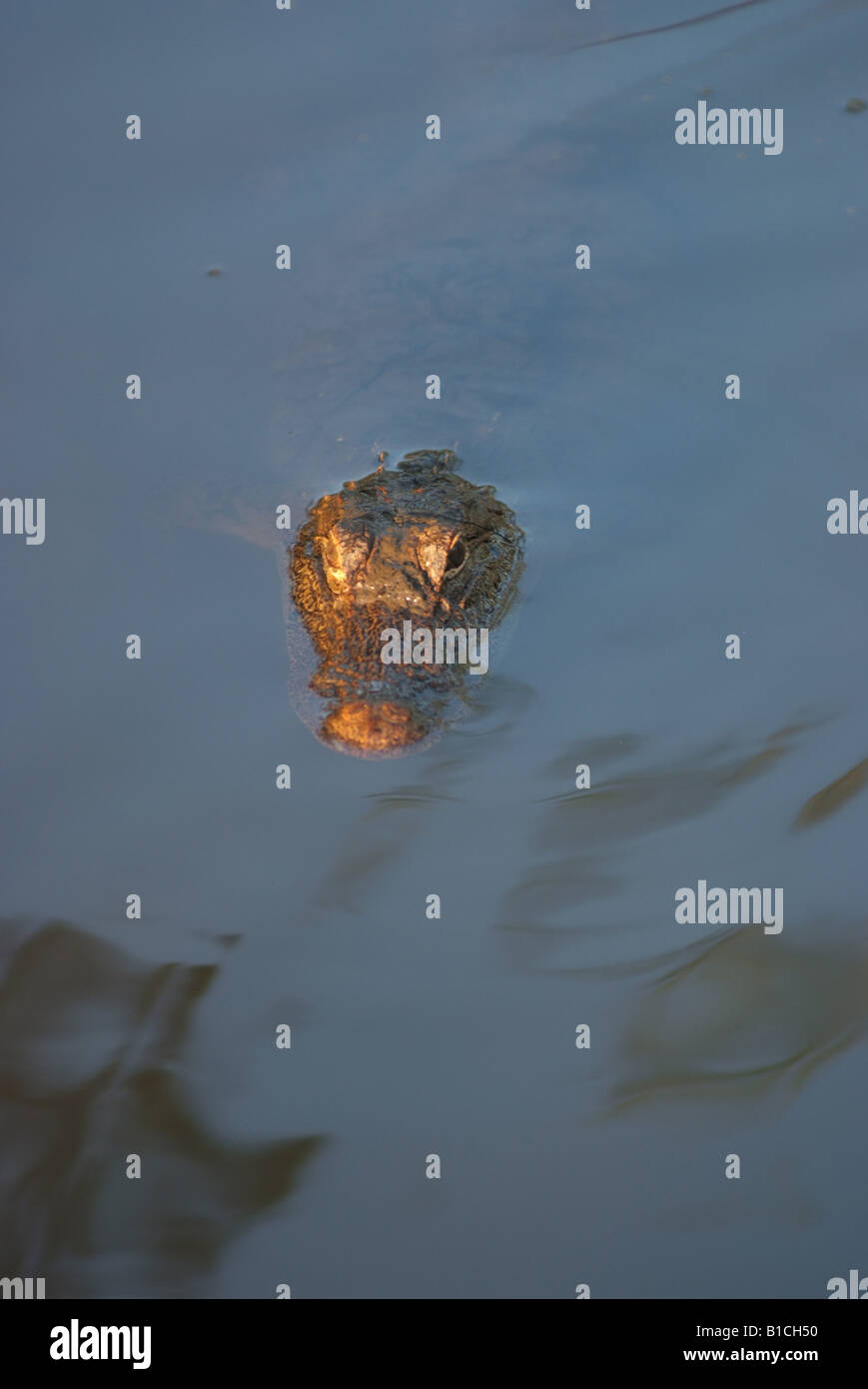 USA Louisiana LA Cajun Country wild American alligators in swamp Stock ...