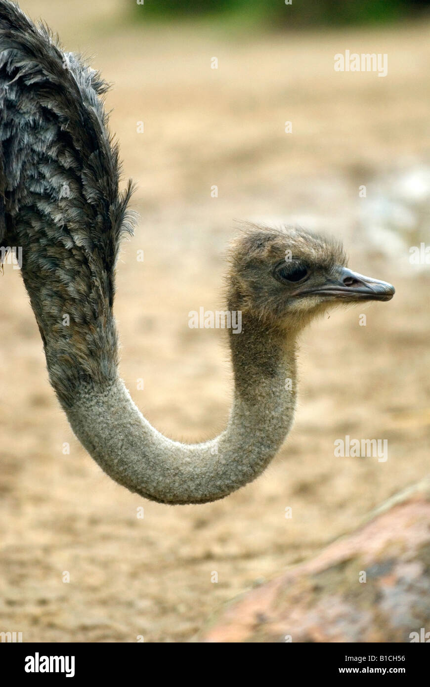 An Ostrich at the Melbourne zoo in Australia Stock Photo - Alamy