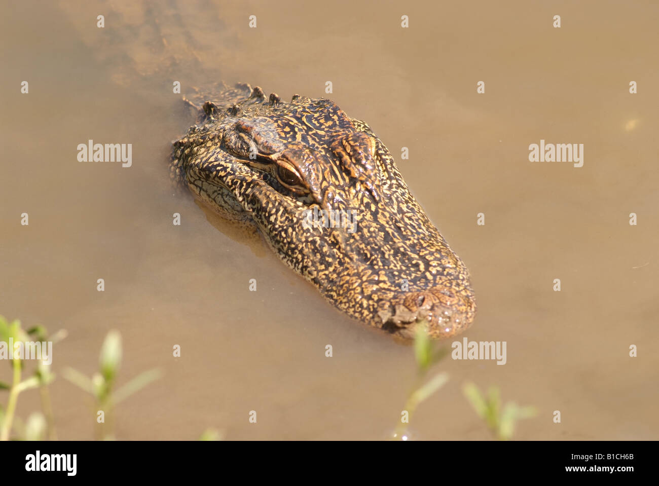 USA Louisiana LA Cajun Country wild American alligators in swamp Avery ...