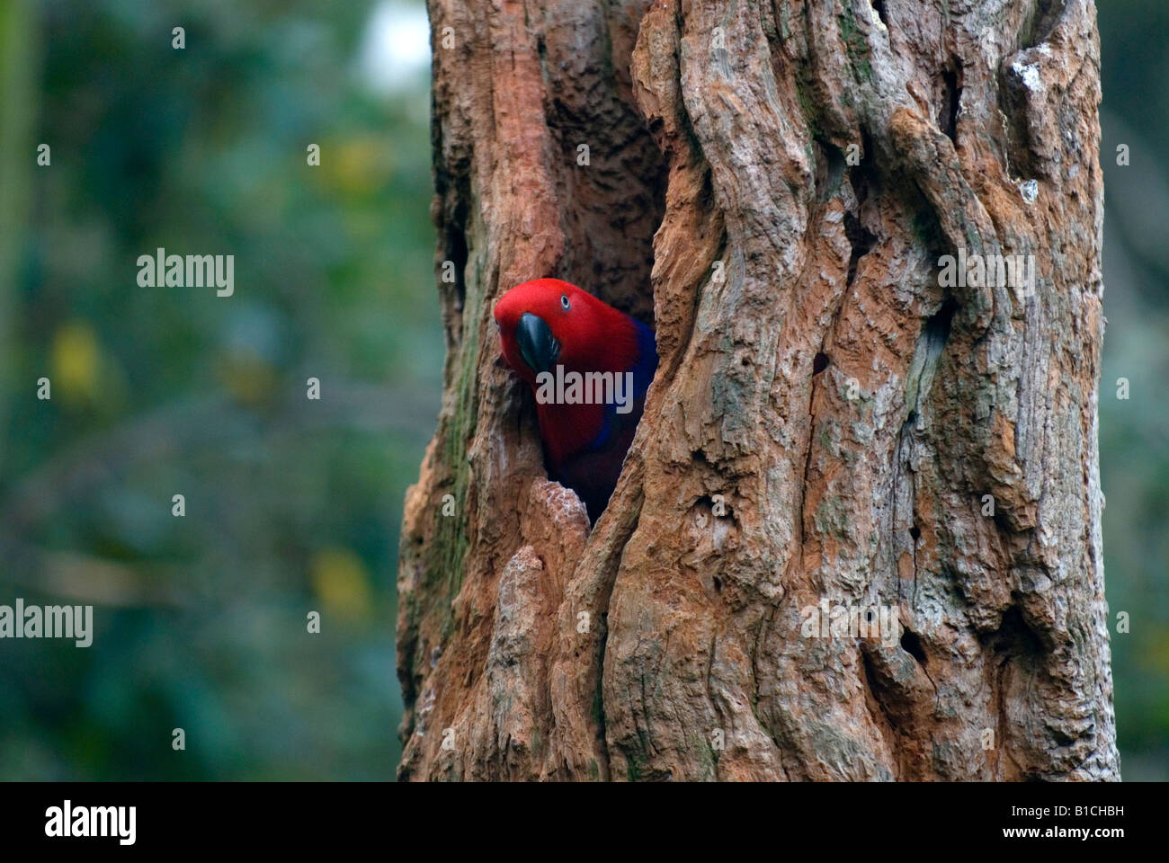 Inside a tree hi-res stock photography and images - Alamy