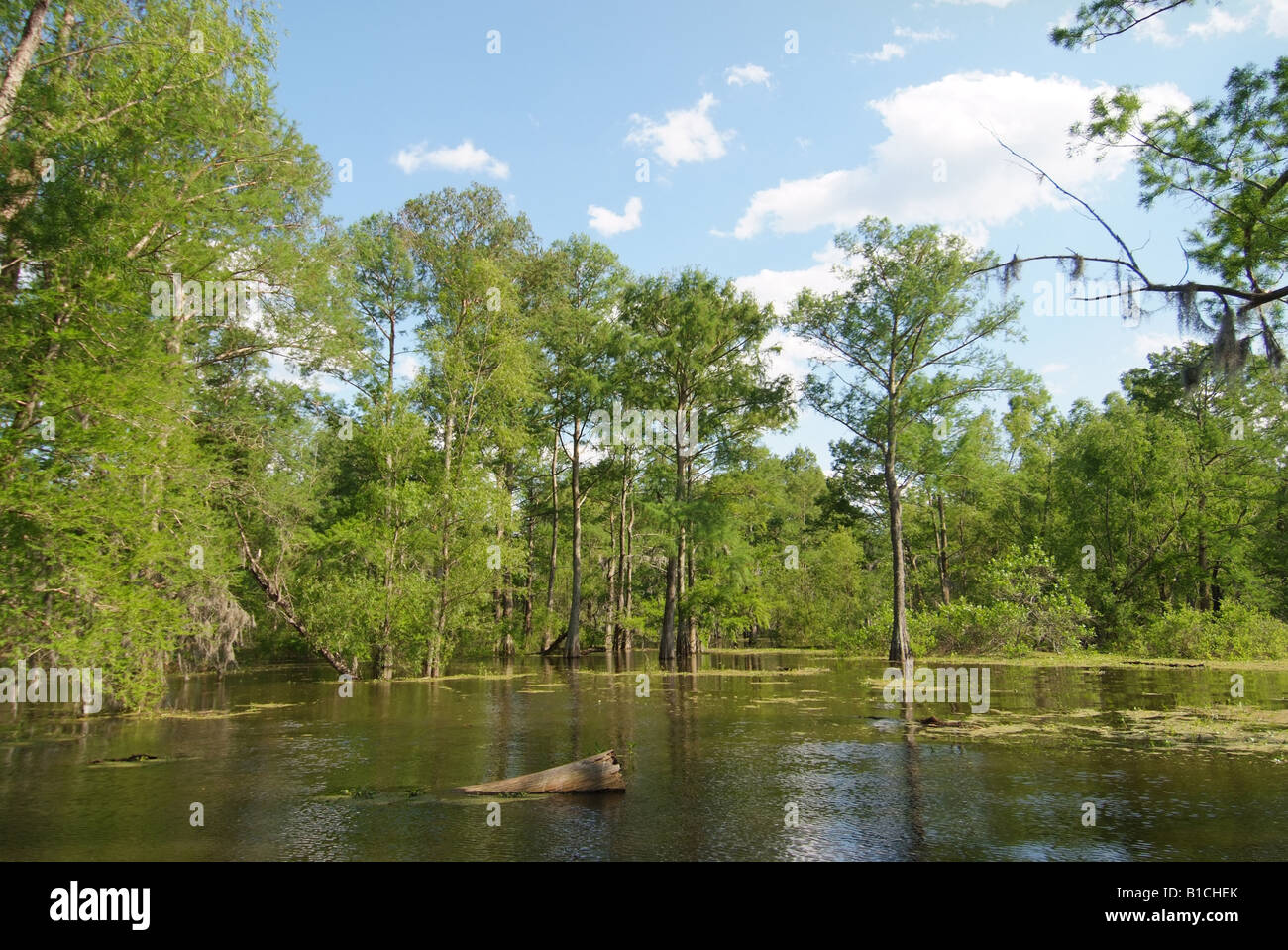 USA Louisiana LA Cajun Country Breaux Bridge Atchafalaya swamp near ...