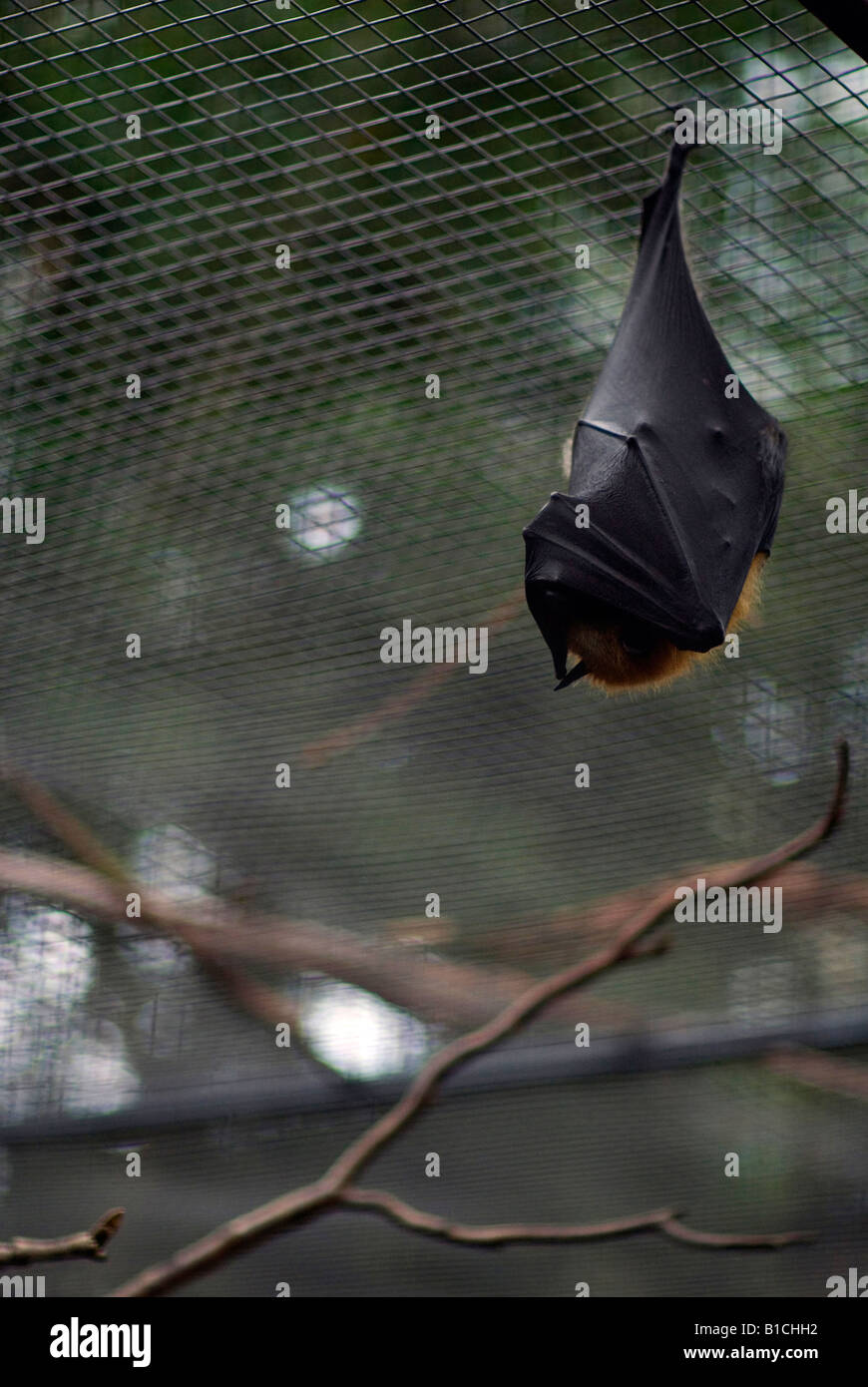 bat, flying fox, clinging to the ceiling of its cage Stock Photo - Alamy