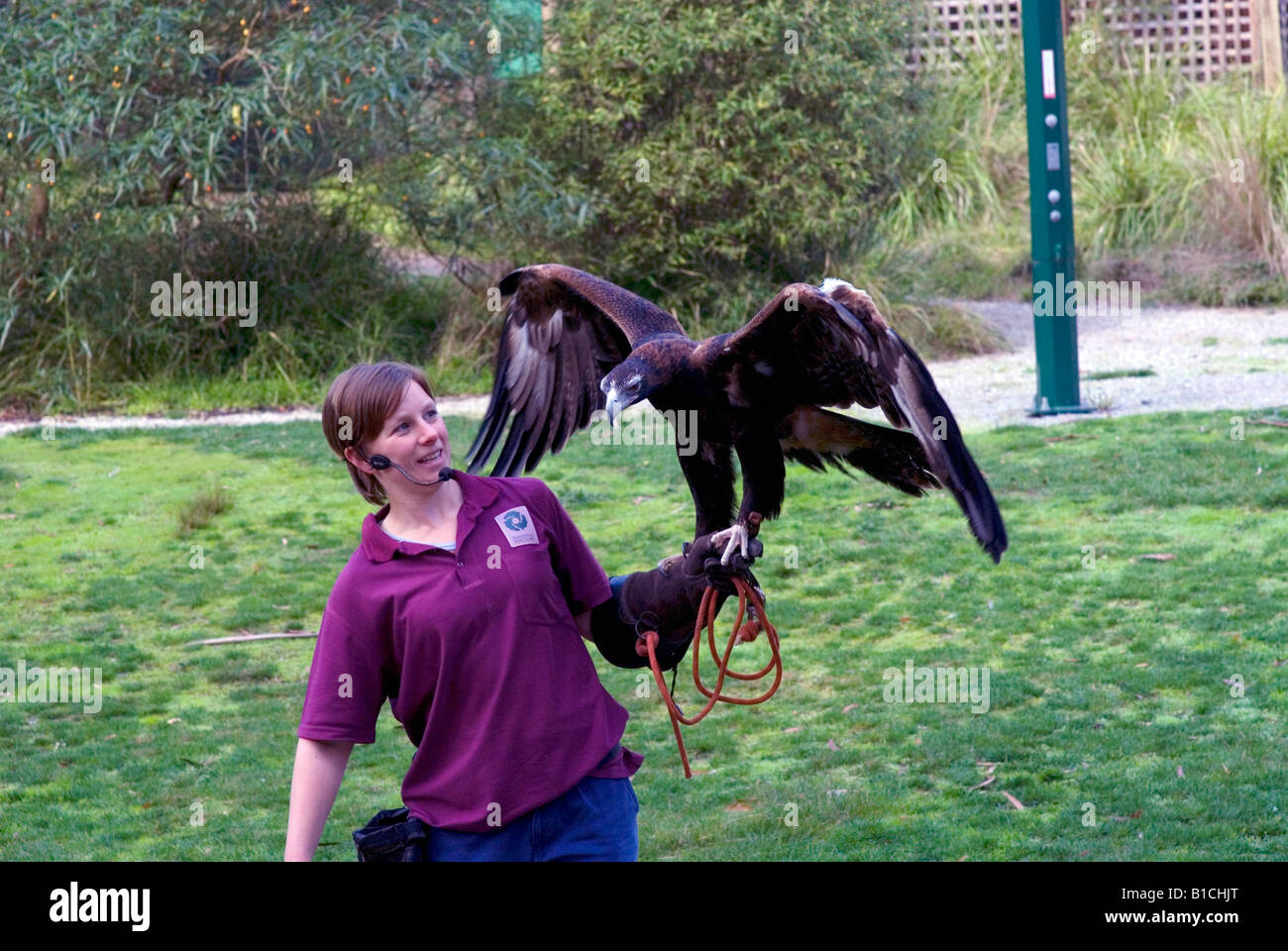 An eagle is shown in a bird show at the Melbourne Zoo in Australia ...