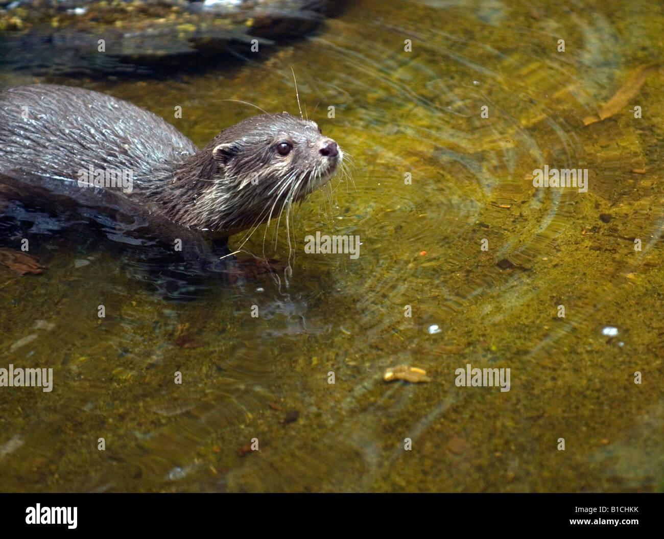 A sea otter at the Melbourne Zoo in Australia Stock Photo - Alamy