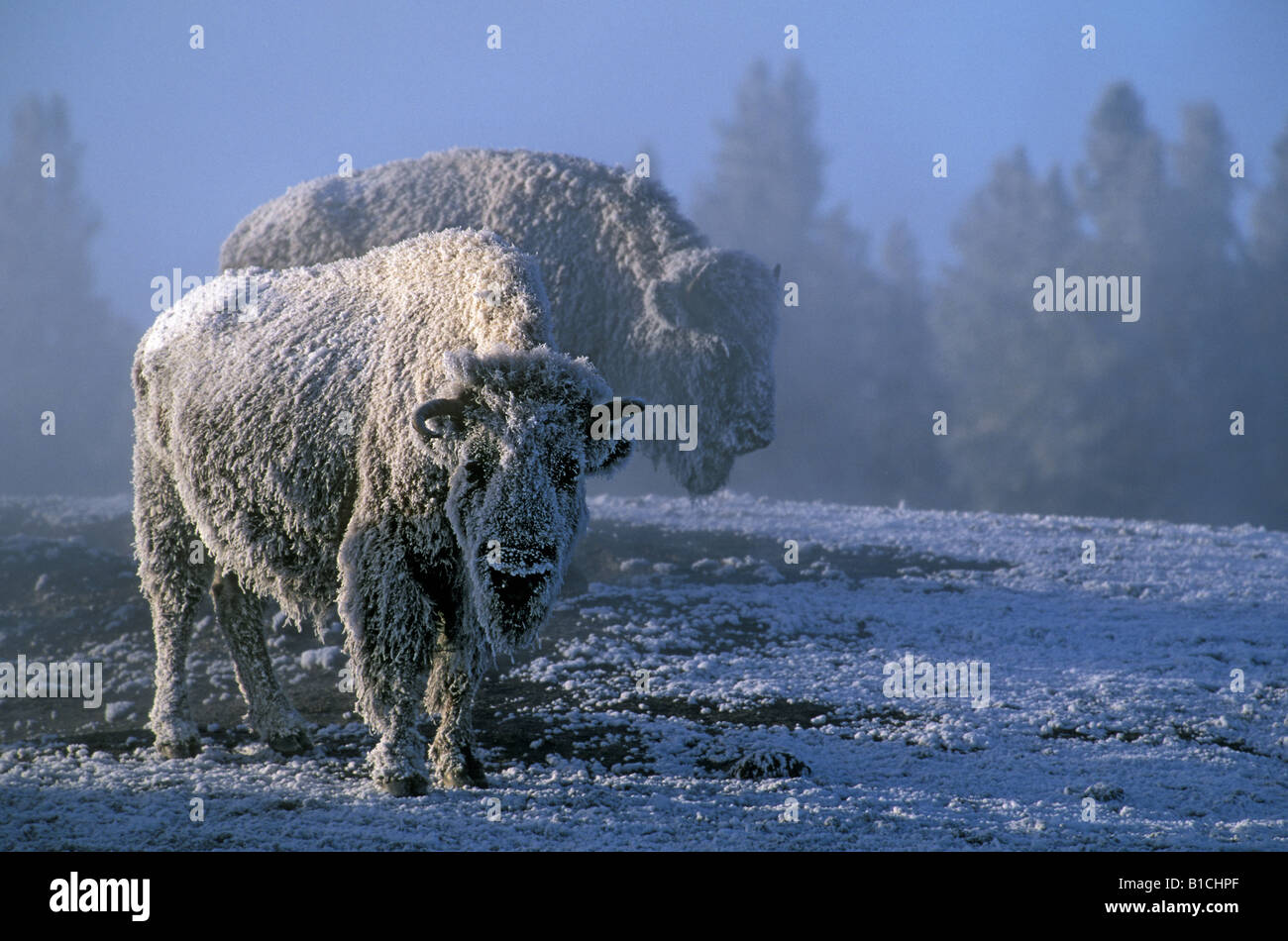 Frost-covered bison standing in morning mist next to Old Faithful ...