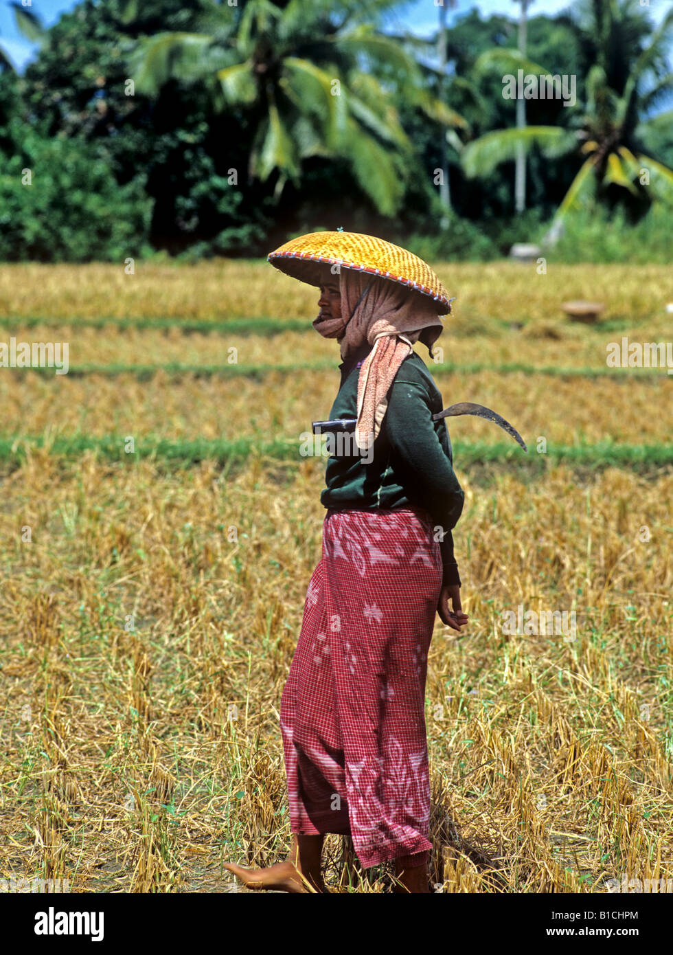 Rice harvest 0729 Bali Indonesia Stock Photo - Alamy