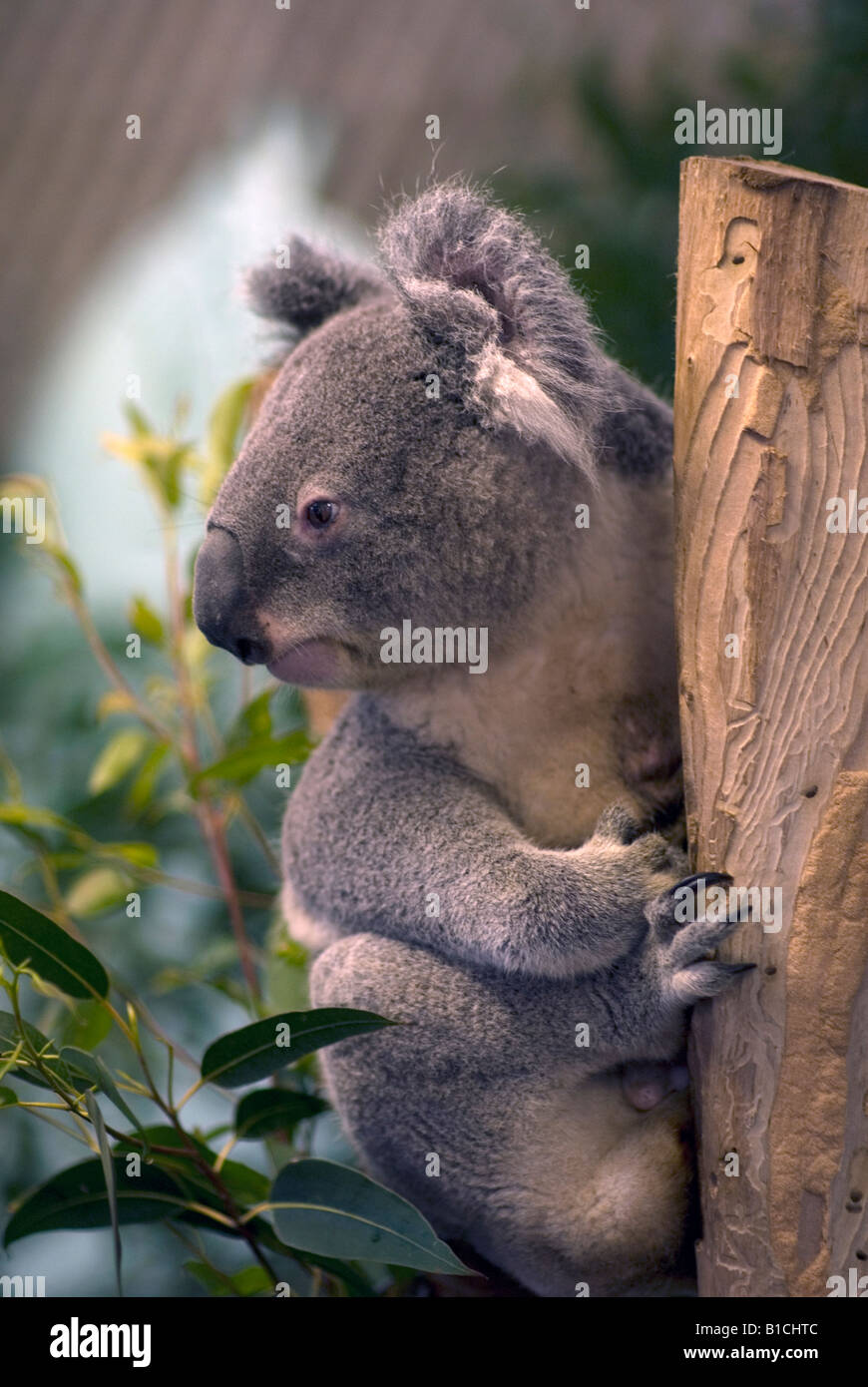 A koala bear in side view at the Melbourne Zoo, Australia Stock Photo ...