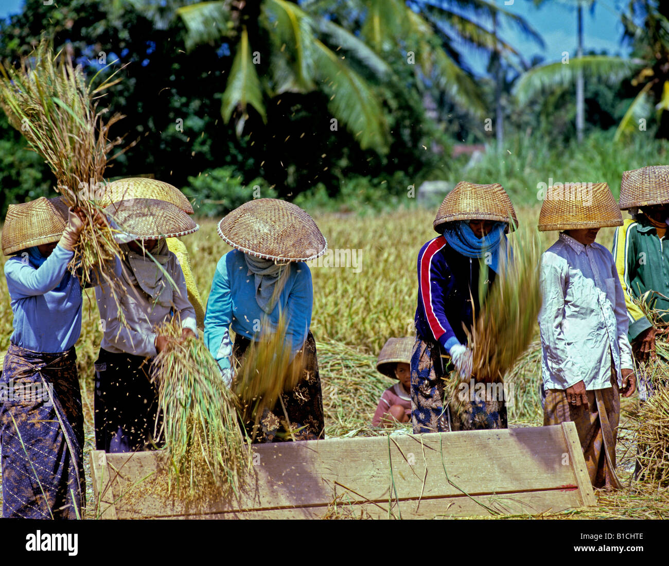 Rice harvest 0732 Bali Indonesia Stock Photo - Alamy