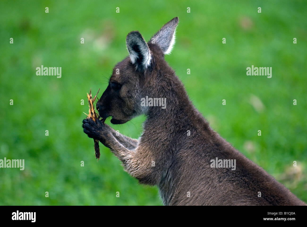 A walloby eating at the Melbourne zoo in Australia Stock Photo - Alamy