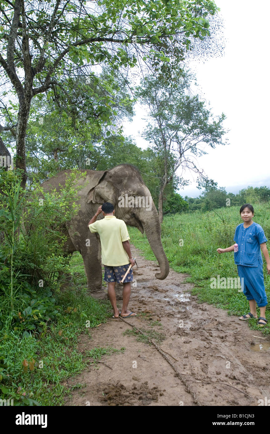 Elephant Camp Anatara Golden Triangle Chiang Rai Thailand Stock Photo ...
