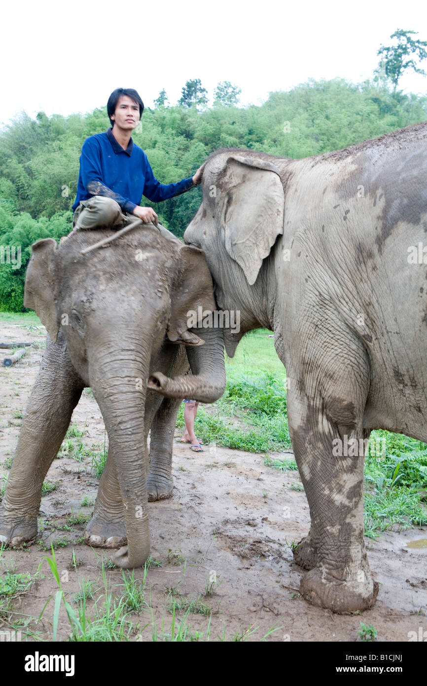 Elephant Camp Anatara Golden Triangle Chiang Rai Thailand Stock Photo ...