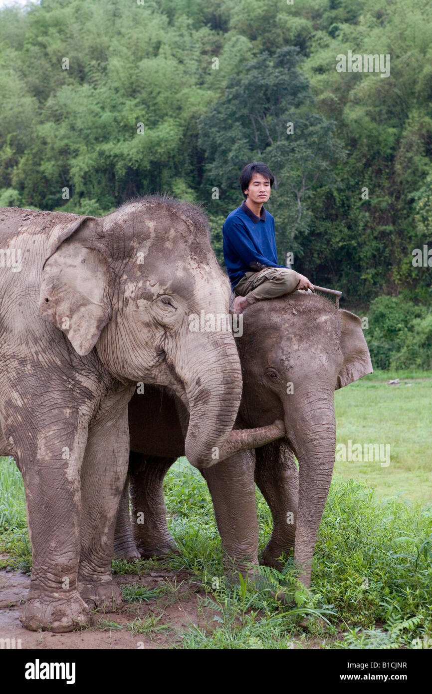 Elephant Camp Anatara Golden Triangle Chiang Rai Thailand Stock Photo ...
