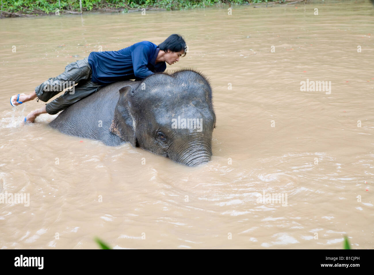 Elephant Camp Anatara Golden Triangle Chiang Rai Thailand Stock Photo ...