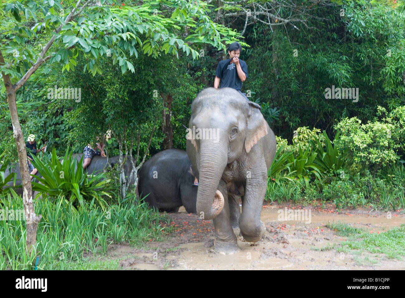 Four seasons tent camp golden triangle hi-res stock photography and ...