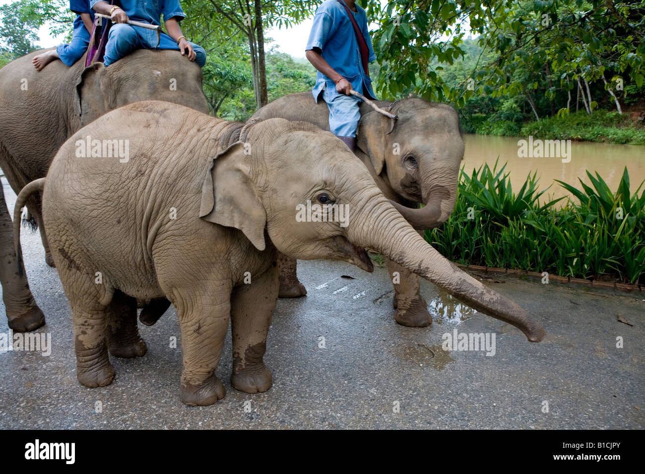 Four seasons tent camp golden triangle hi-res stock photography and ...