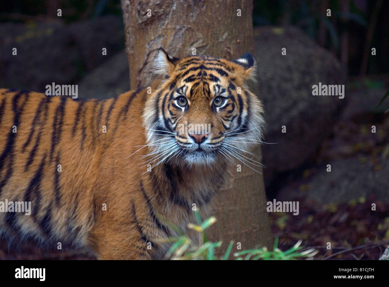 A tiger looking straight at you in Melbourne, Australia Stock Photo - Alamy