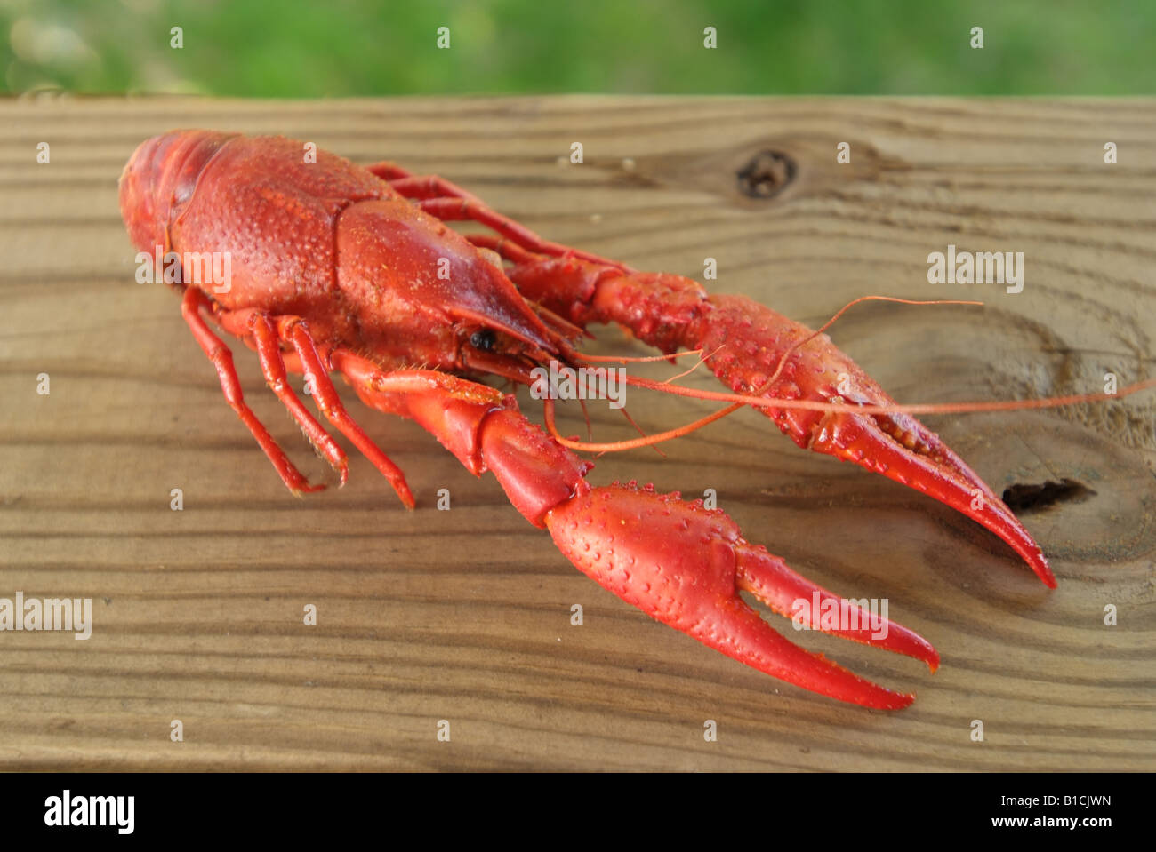 USA Louisiana LA Cajun Country crawfish cooked at McGees Landing Stock ...