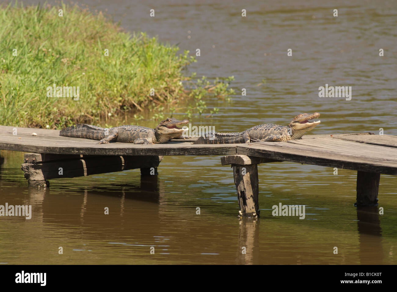 USA Louisiana LA Cajun Country Avery Island Alligators sunning Jungle ...