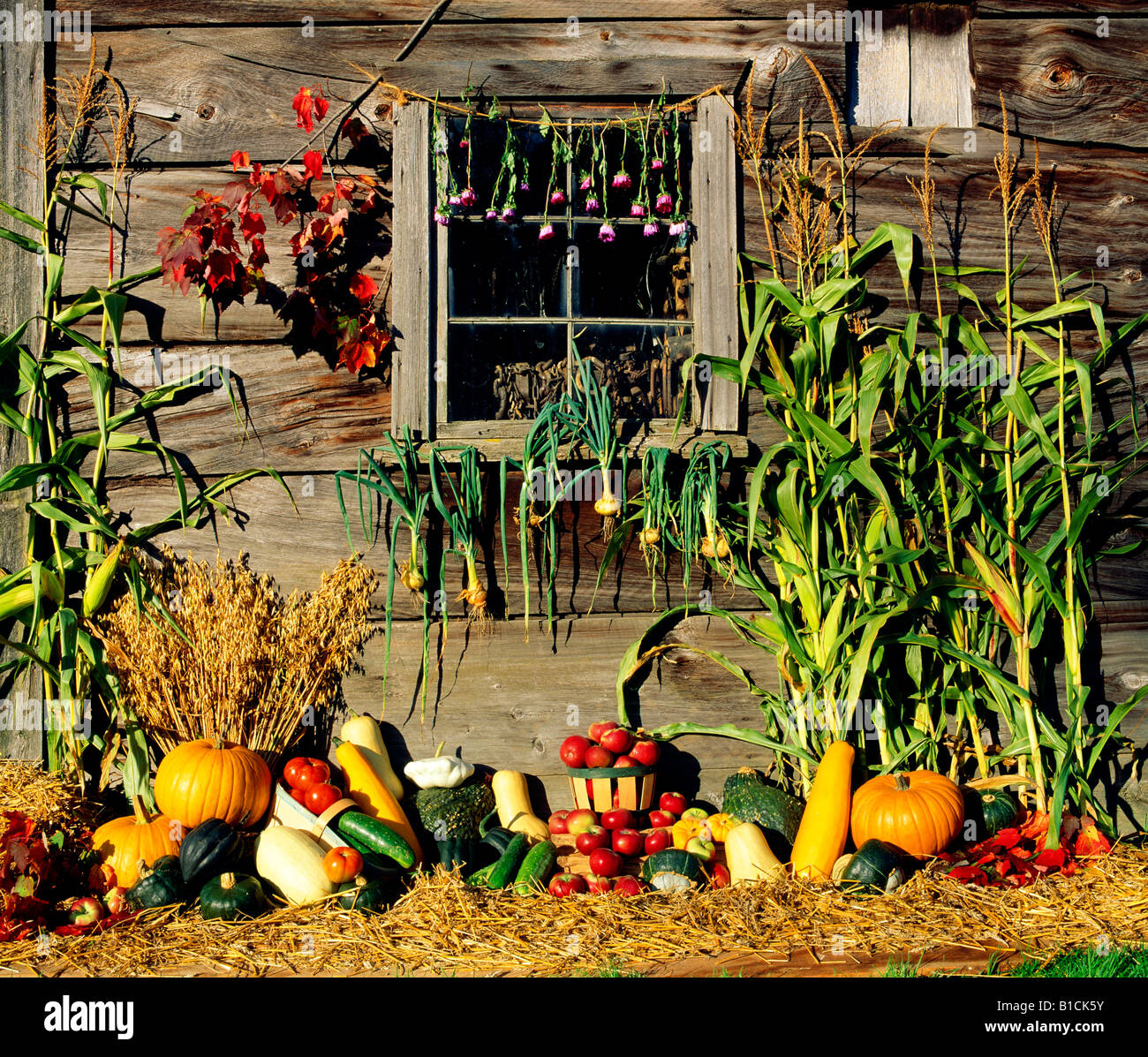 Fresh autumnal vegetables Stock Photo - Alamy