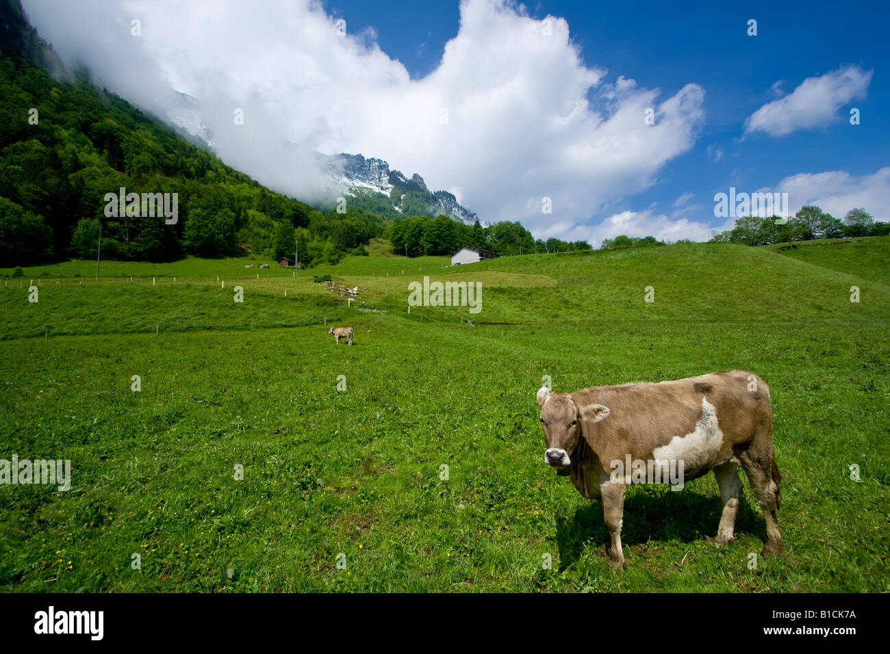 Swiss cow in a field Stock Photo - Alamy