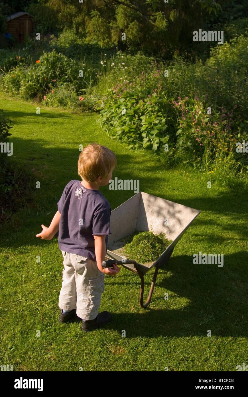 Young Boy Pushing Wheelbarrow in a garden in the uk Stock Photo - Alamy