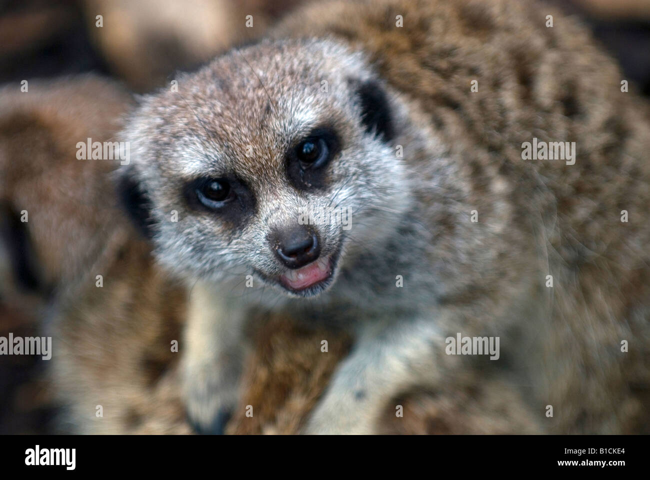 Meercat hi-res stock photography and images - Alamy