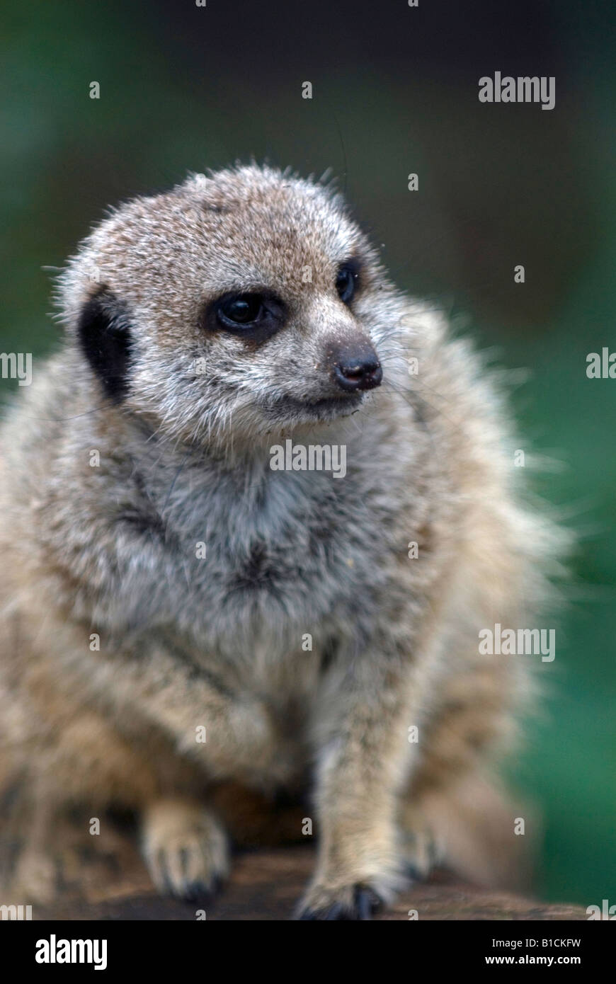 Meercat hi-res stock photography and images - Alamy