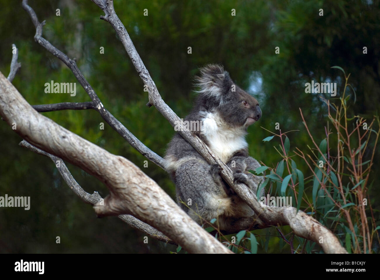 A Koala Bear walking through eucalyptus trees in Melbourne, Australia ...