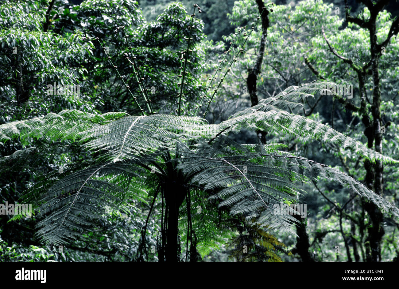 tree fern in the rainforest, Costa Rica Stock Photo - Alamy