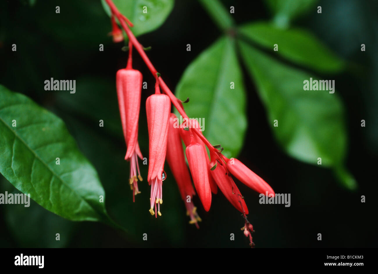Surinam quassia, Bitterwood, Jamaica Bark (Quassia amara), blossoms ...