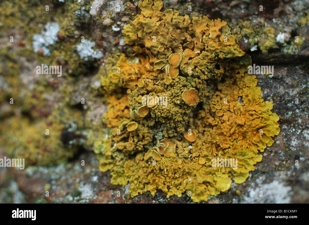 common orange lichen, yellow scale, maritime sunburst lichen (Xanthoria ...
