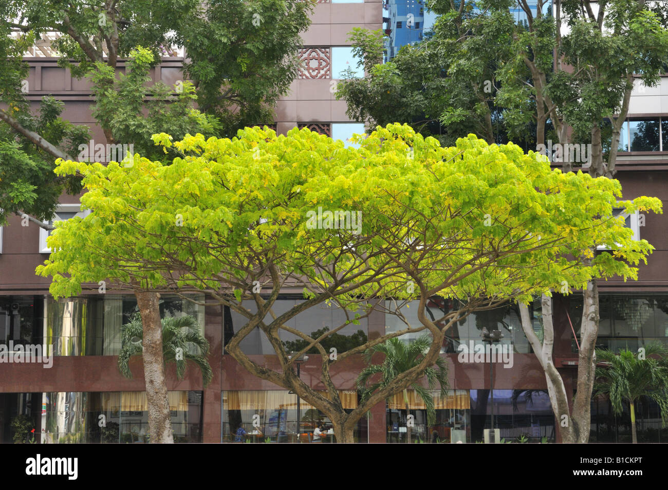 Raintree hi-res stock photography and images - Alamy