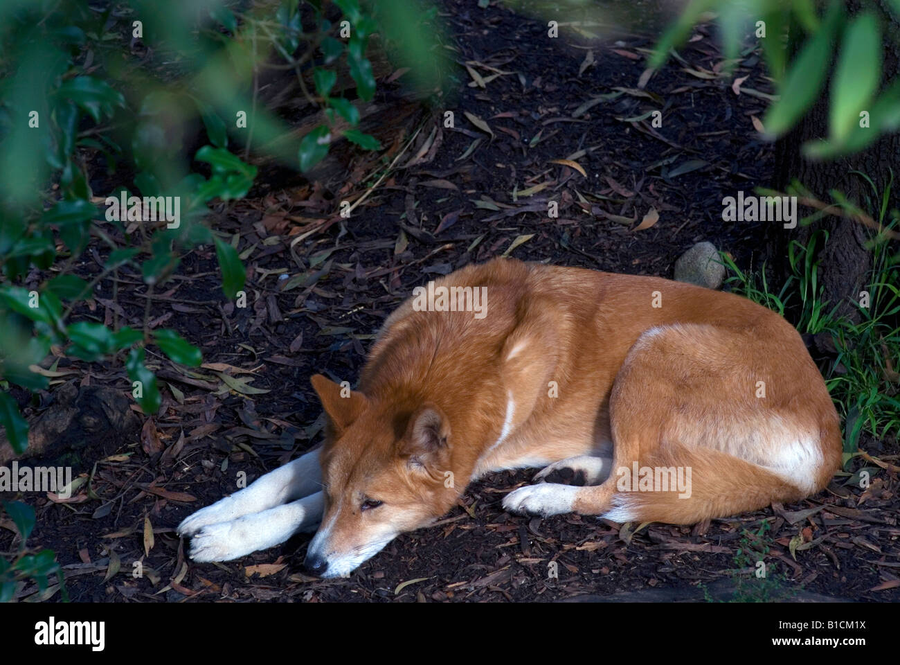 A Dingo or wild dog resting Stock Photo - Alamy