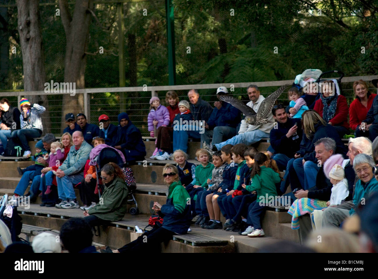An owl flies by an audience during a bird show in Melbourne, Australia ...