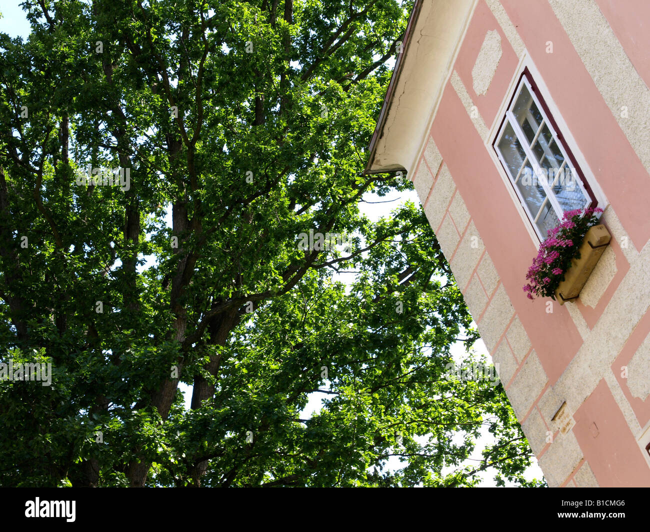 pink house front, deciduous tree, Austria, Lower Austria, Waldviertel ...