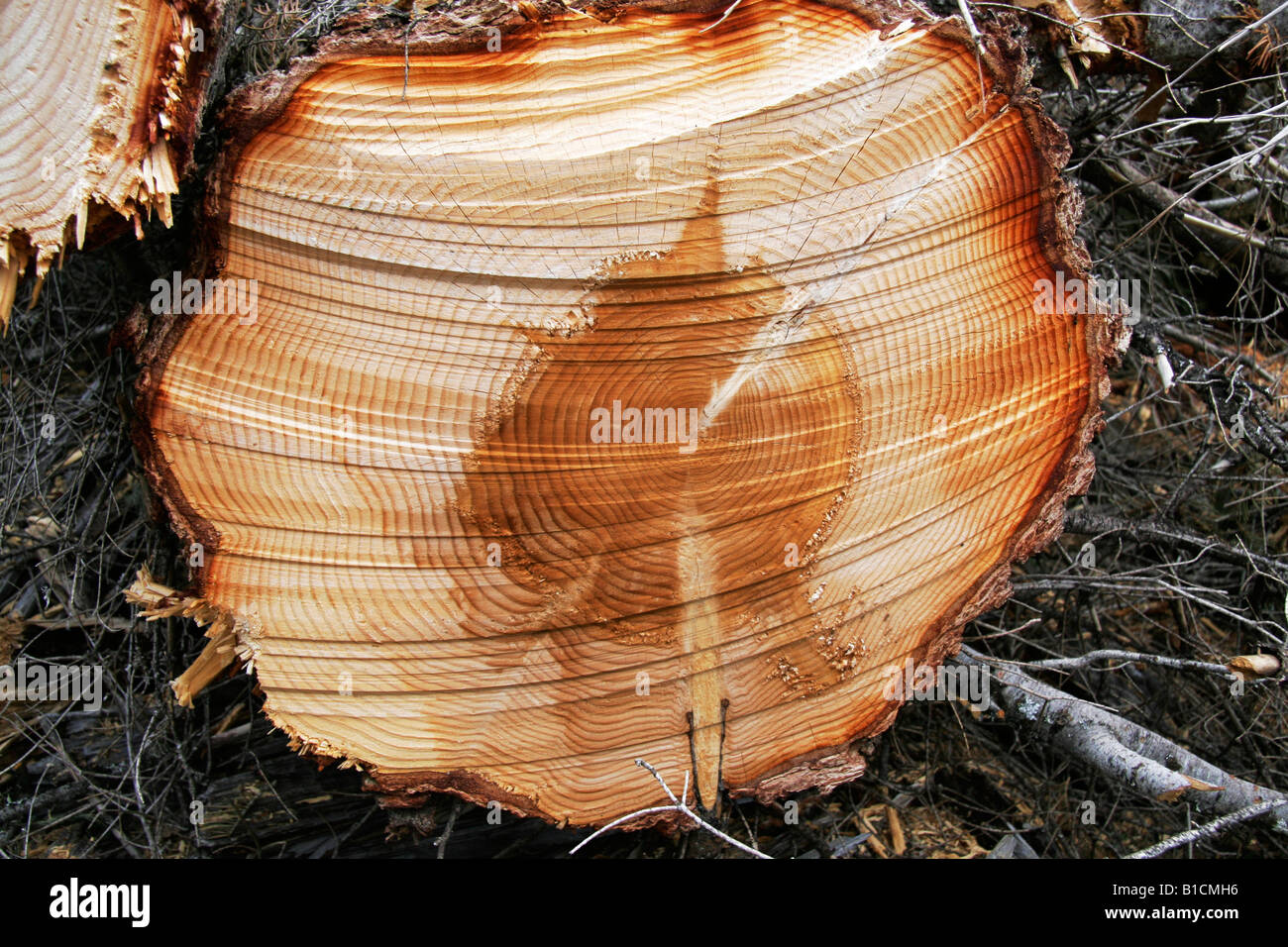 Tree Growth Rings on log in the forest Stock Photo - Alamy