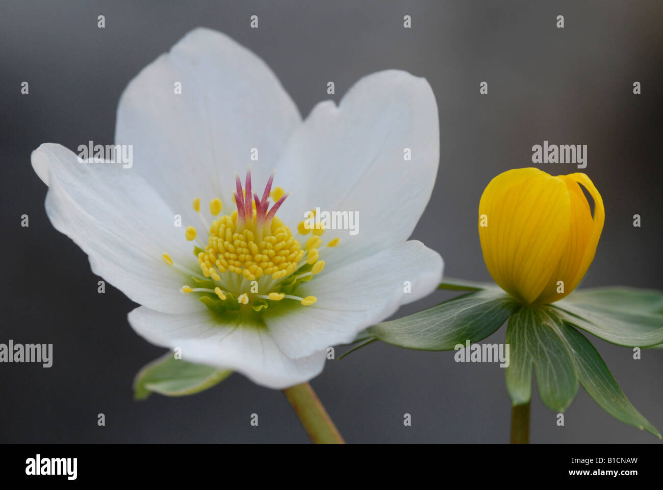 Invasive plant i hi-res stock photography and images - Alamy