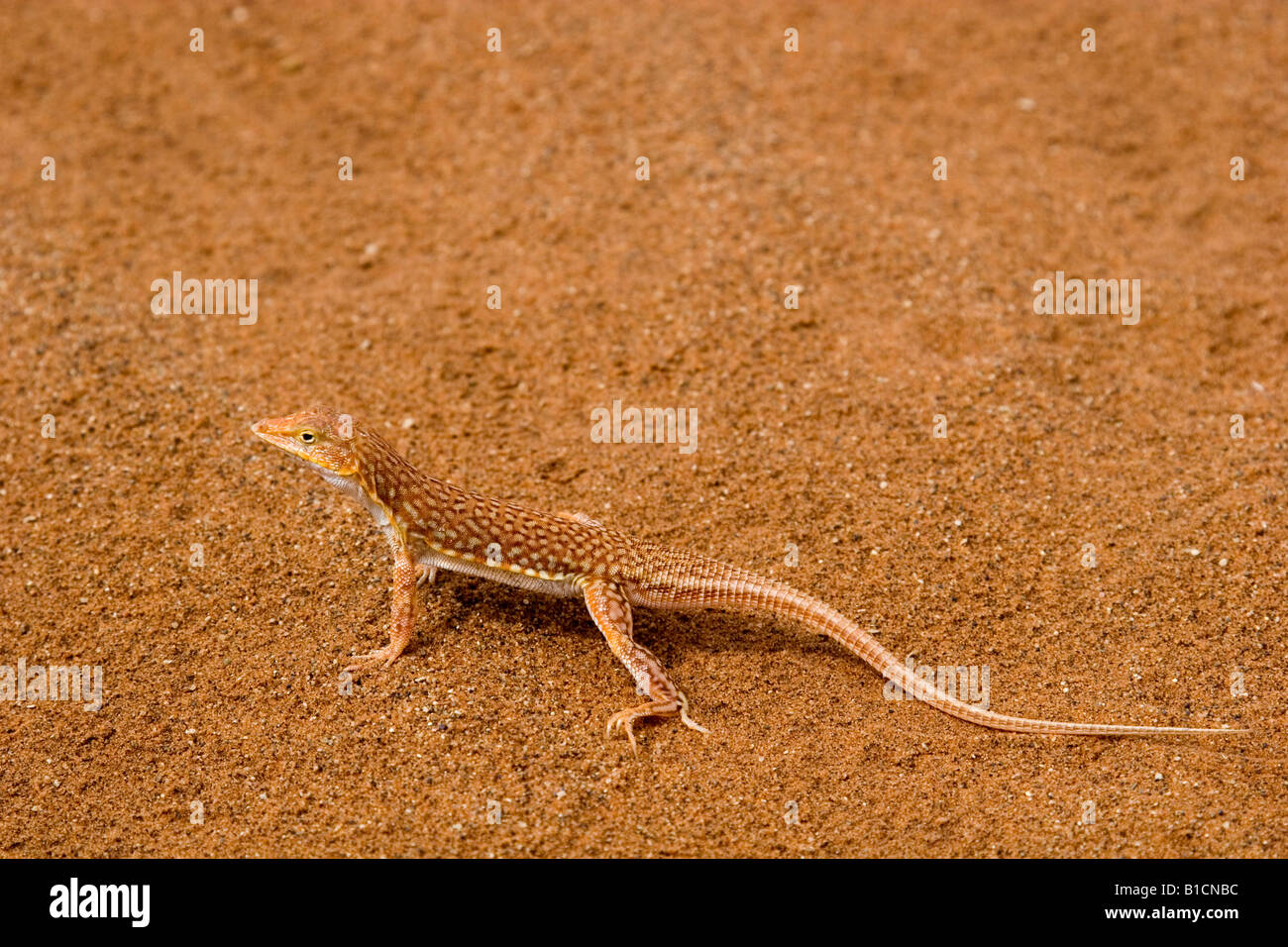 Desert lizard (Meroles anchietae, Pachyrhynchus anchietae), in sand of ...