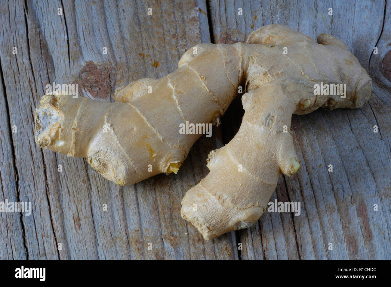 ginger, common ginger, cooking ginger, Canton ginger (Zingiber ...
