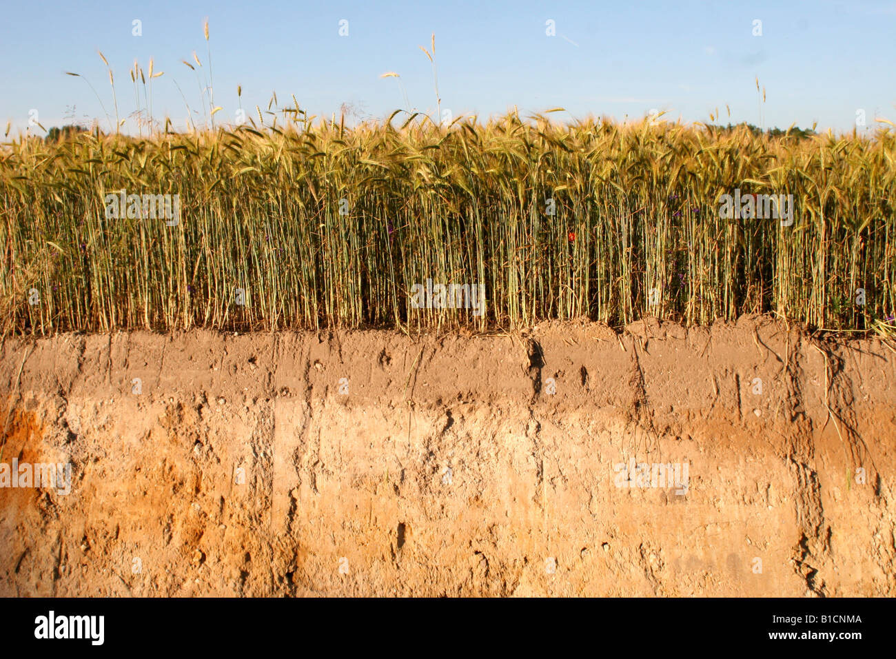 soil profile of a sand soil under a grain field, end moraine, Poland ...
