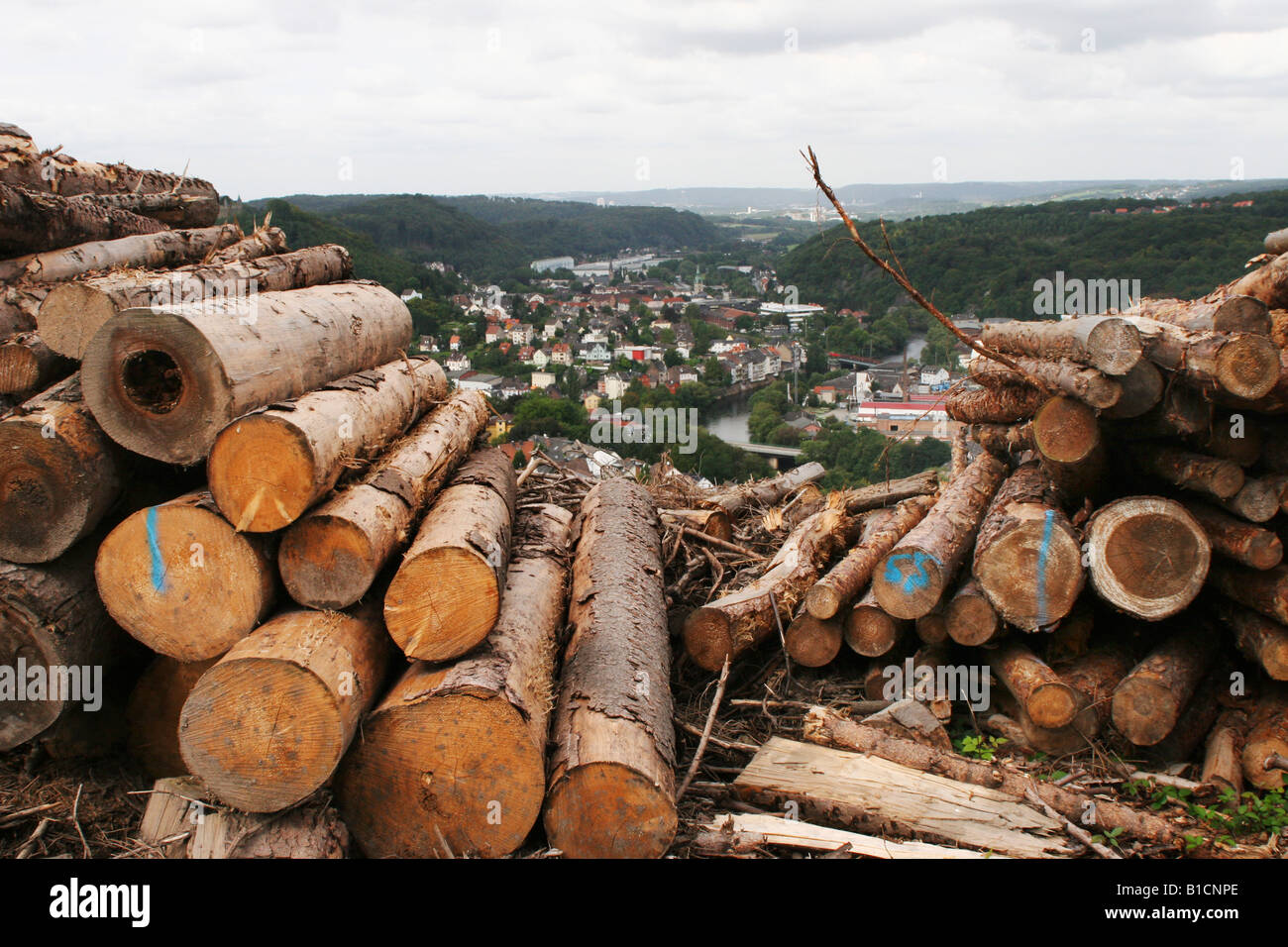 Norway spruce (Picea abies), logs on a mountain peag Stock Photo - Alamy