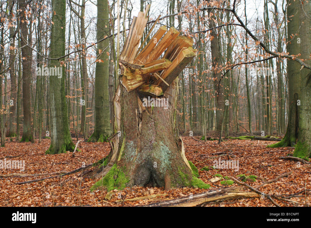 Norway spruce (Picea abies), tree stump, Germany, North Rhine ...