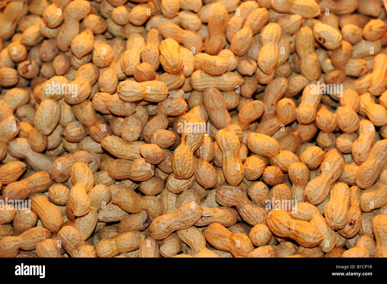 ground-nut, peanut (Arachis hypogaea), peanuts Stock Photo - Alamy