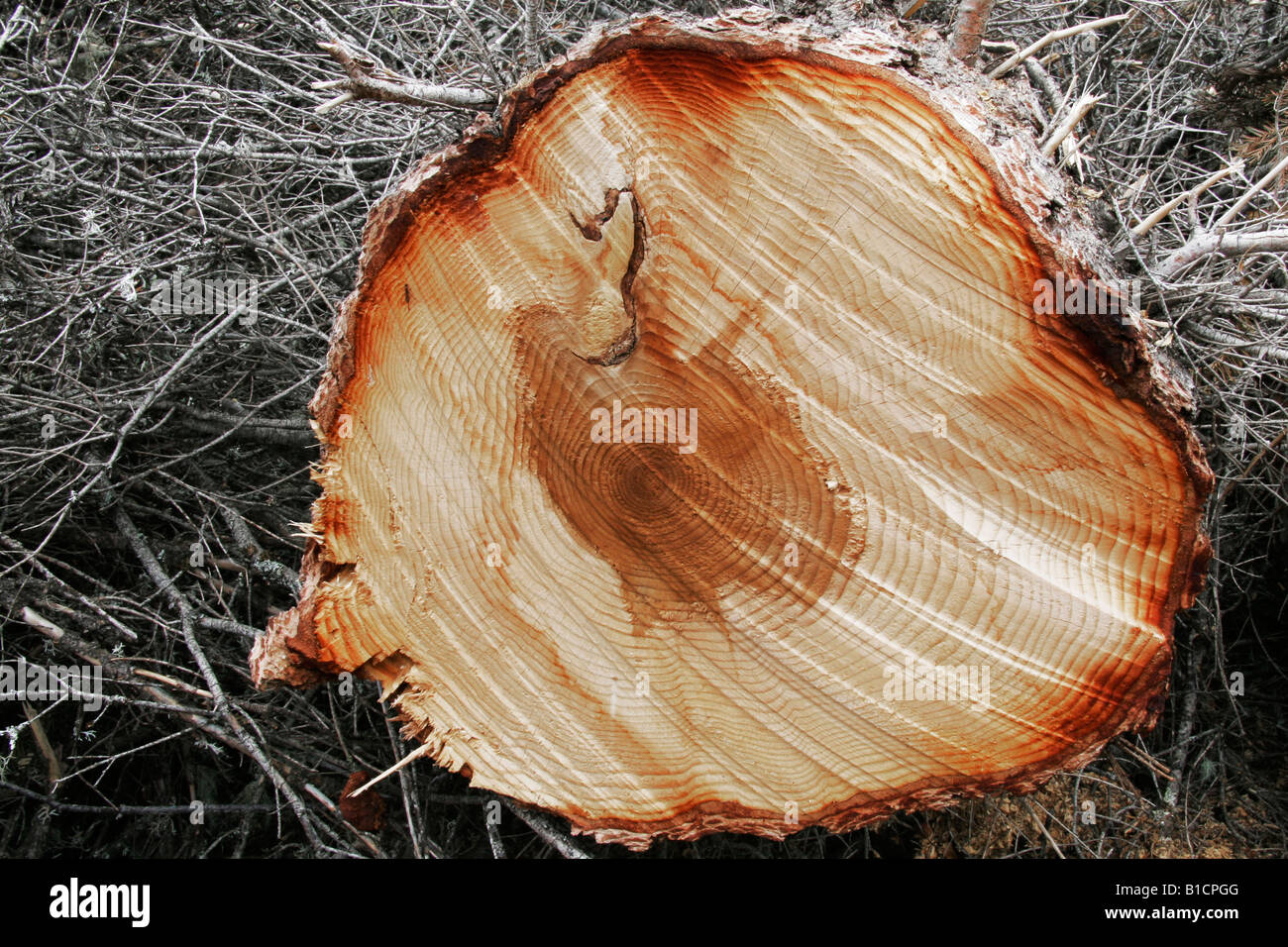 Rings tree hi-res stock photography and images - Alamy