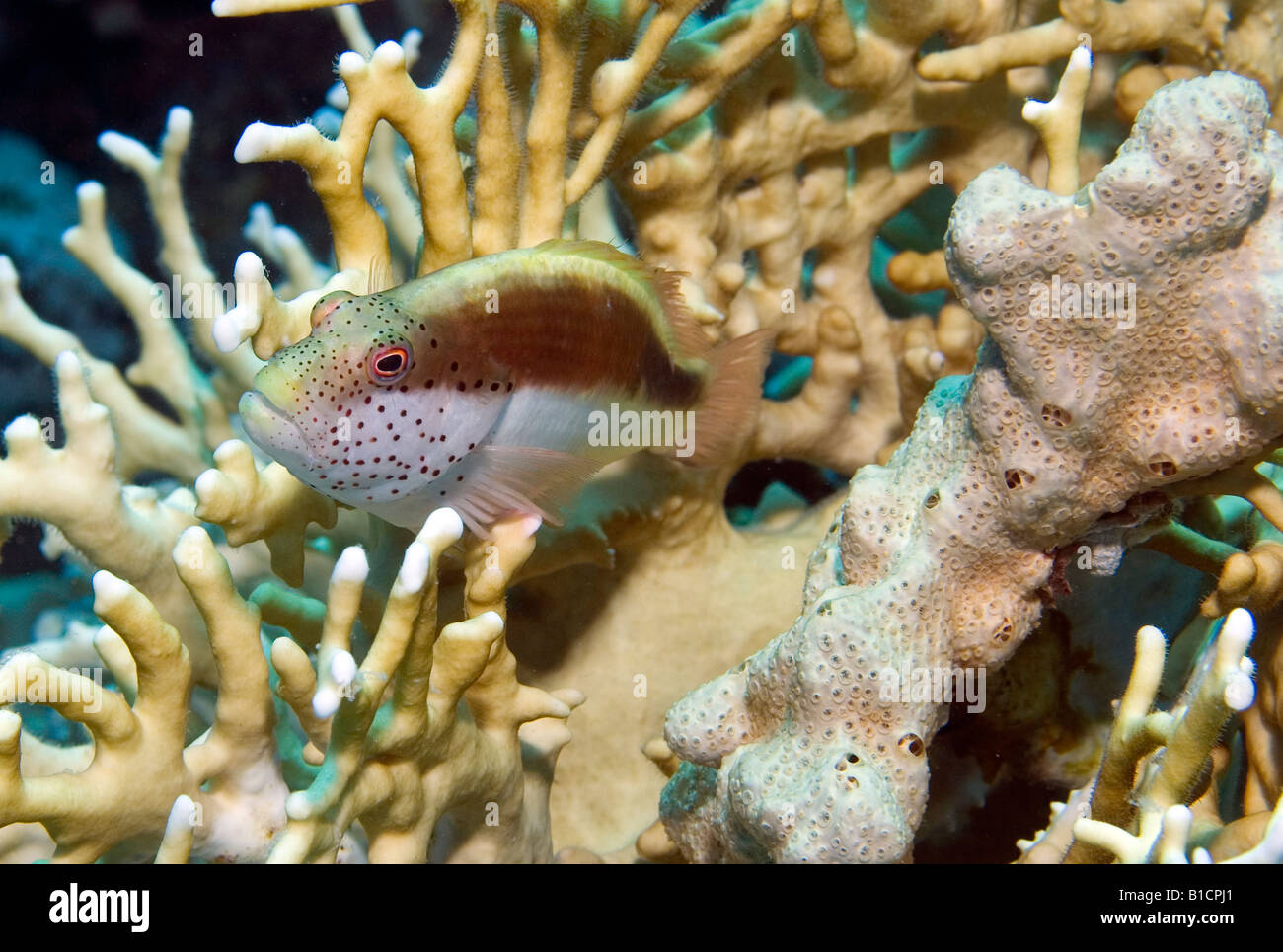 Hawkfish hi-res stock photography and images - Alamy