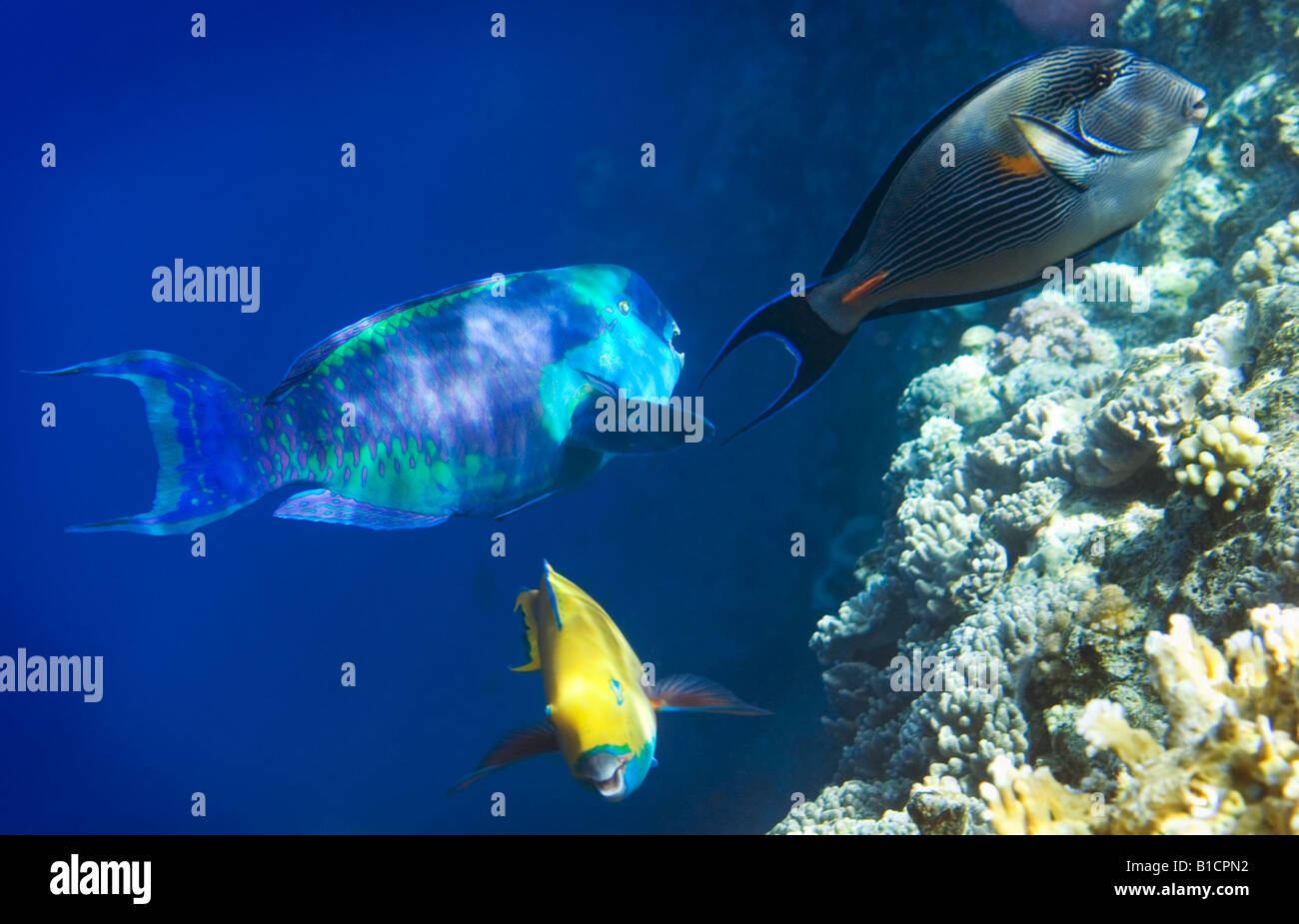 Tropical fish on a reef in the Egyptian Red Sea Stock Photo - Alamy