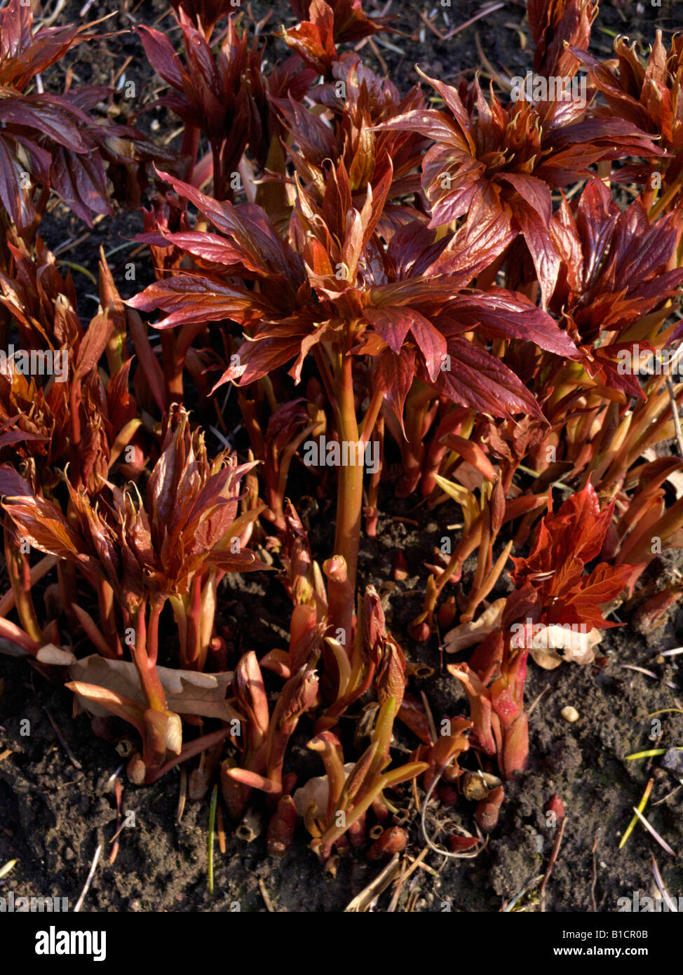 Himalayan peony (Paeonia emodi Stock Photo - Alamy