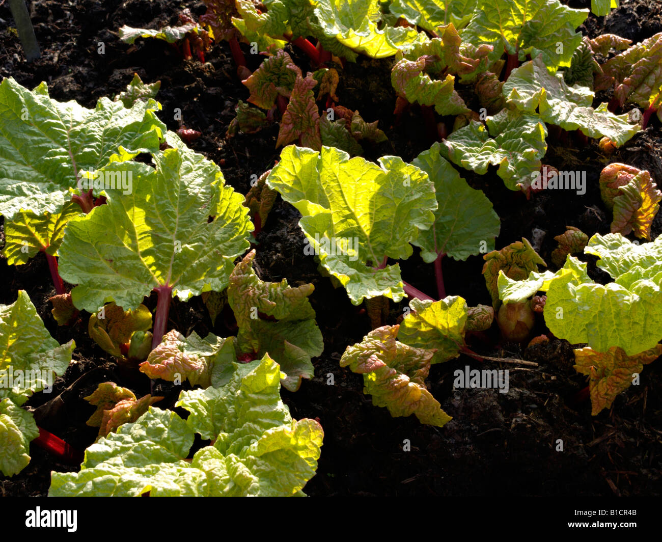 Garden rhubarb (Rheum rhabarbarum syn. Rheum undulatum Stock Photo - Alamy