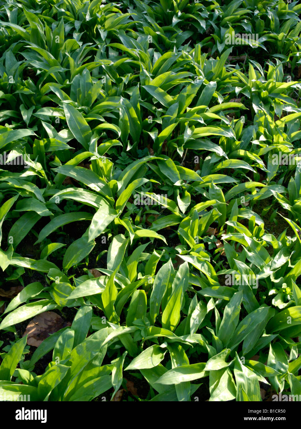 Wood garlic (Allium ursinum Stock Photo - Alamy