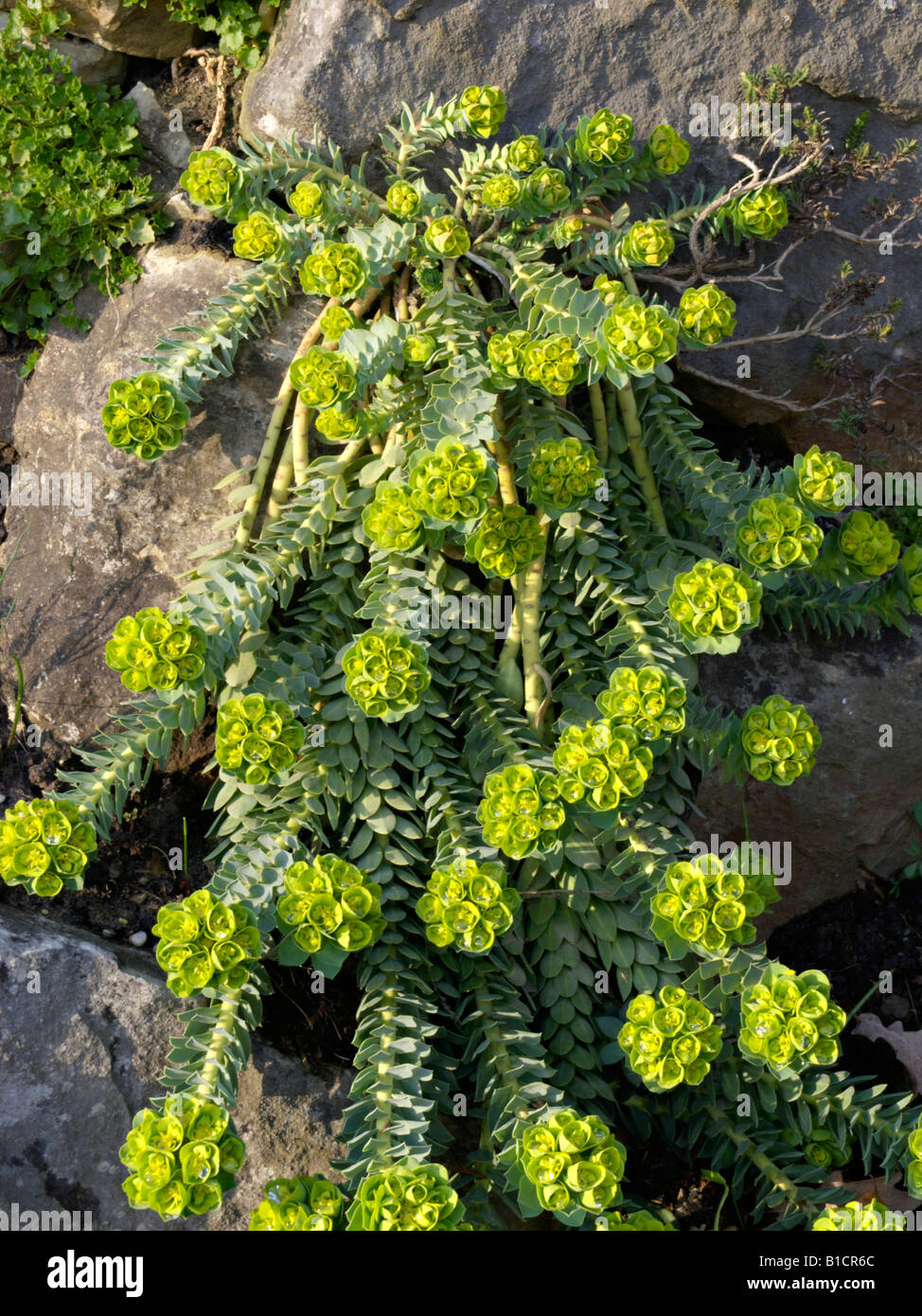 Blue spurge (Euphorbia myrsinites Stock Photo - Alamy